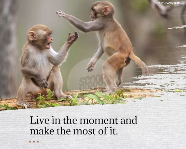 17 Important Life Lessons We Can All Learn From Animals