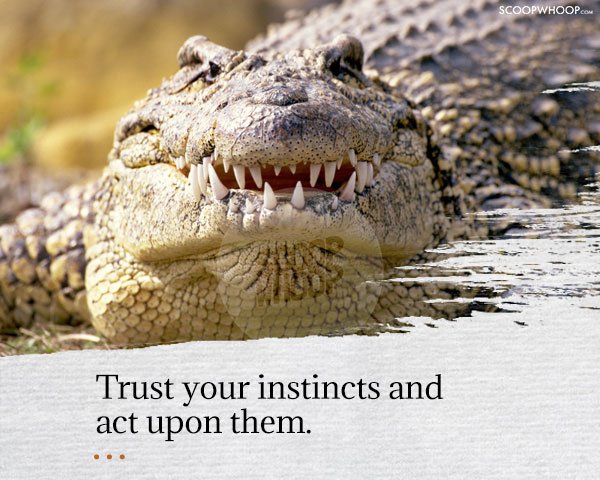 17 Important Life Lessons We Can All Learn From Animals