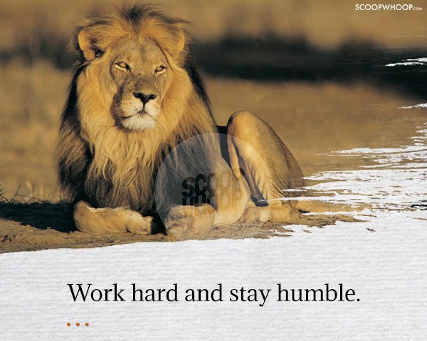 17 Important Life Lessons We Can All Learn From Animals