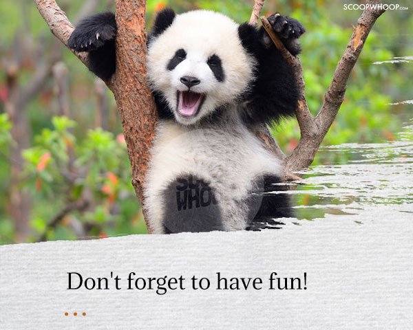 17 Important Life Lessons We Can All Learn From Animals