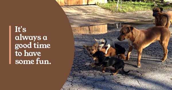 13 Valuable Life Lessons We Can All Learn From Stray Dogs - ScoopWhoop
