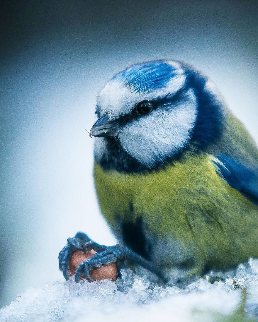 This Photographer Captures Wild Animals Like Actual Models & You Won’t ...