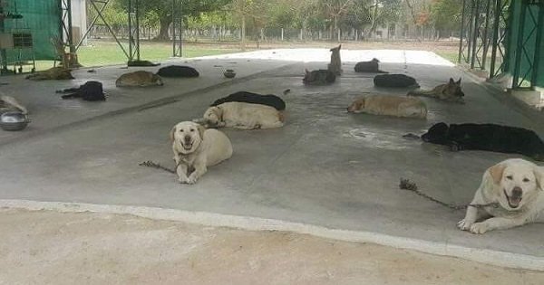 After Loyally Serving Their Country, These Retired Military Dogs Are ...