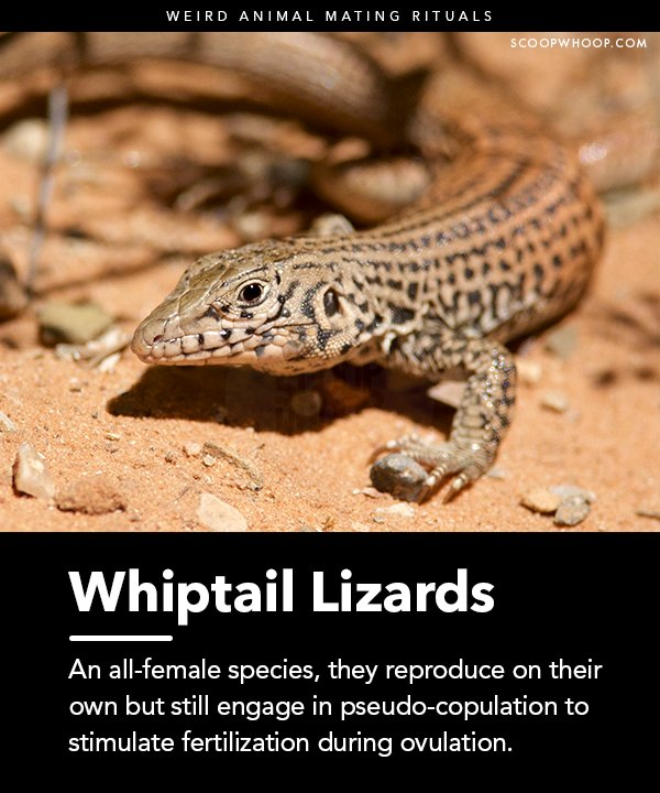 18 Weird Animal Mating Rituals That Give A Whole New Meaning To Wild Sex