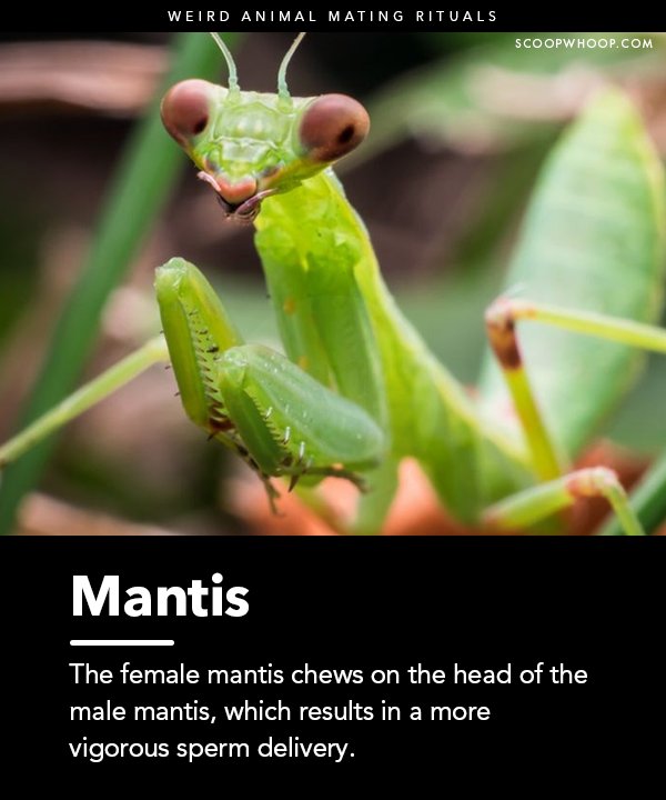 18 Weird Animal Mating Rituals That Give A Whole New Meaning To Wild ...