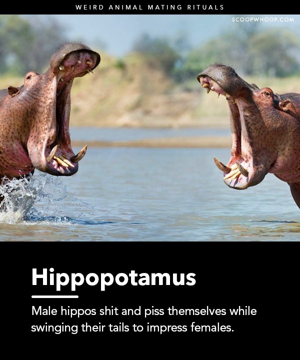 18 Weird Animal Mating Rituals That Give A Whole New Meaning To Wild ...