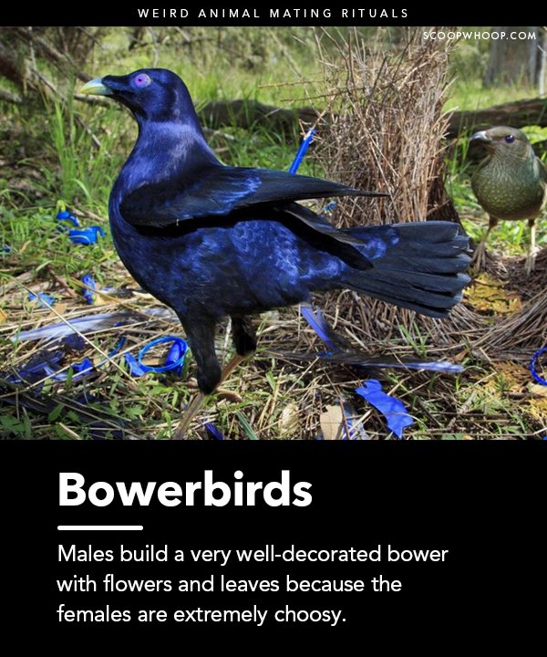 18 Weird Animal Mating Rituals That Give A Whole New Meaning To Wild Sex