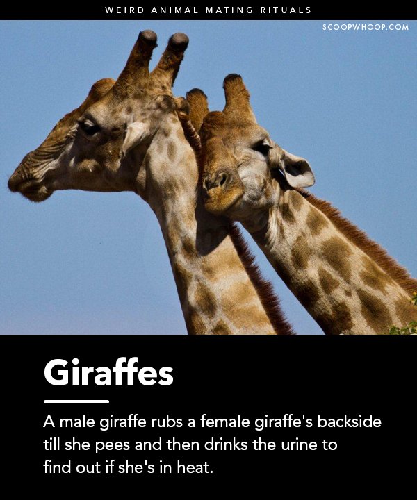 18 Weird Animal Mating Rituals That Give A Whole New Meaning To Wild Sex