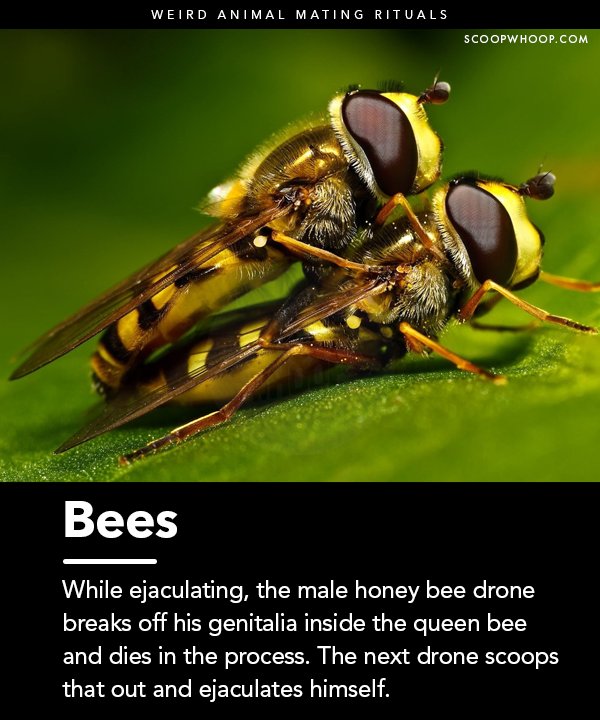 18 Weird Animal Mating Rituals That Give A Whole New Meaning To Wild ...