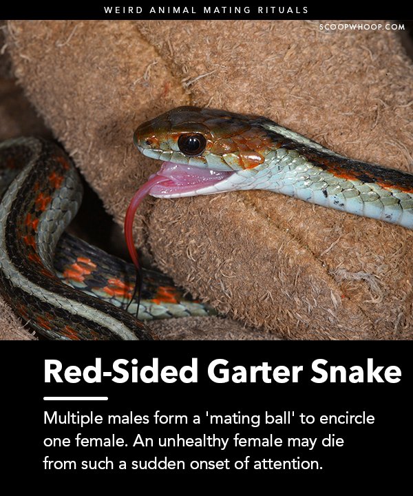 18 Weird Animal Mating Rituals That Give A Whole New Meaning To Wild ...