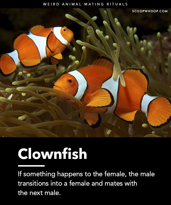 18 Weird Animal Mating Rituals That Give A Whole New Meaning To Wild ...