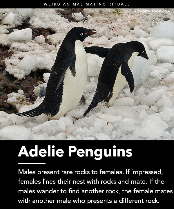 18 Weird Animal Mating Rituals That Give A Whole New Meaning To Wild ...