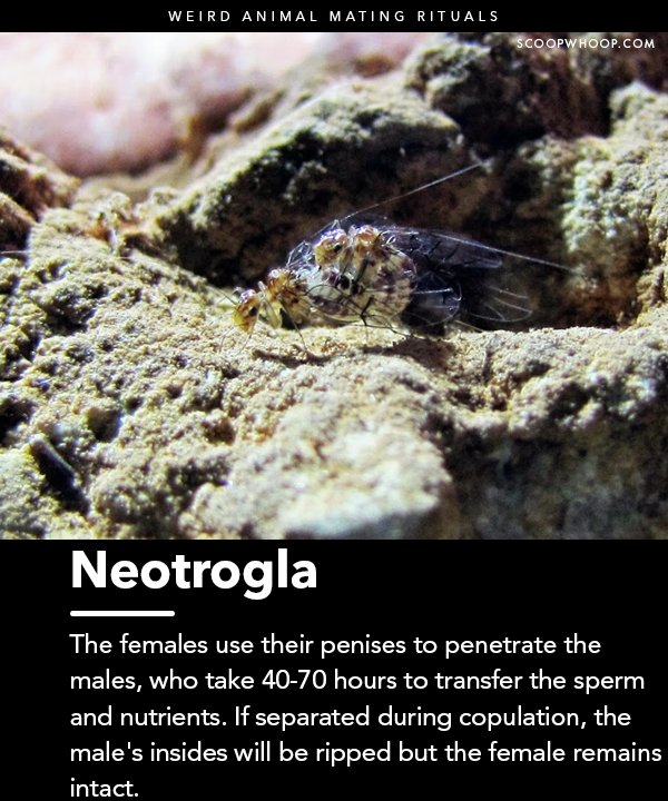 18 Weird Animal Mating Rituals That Give A Whole New Meaning To Wild ...