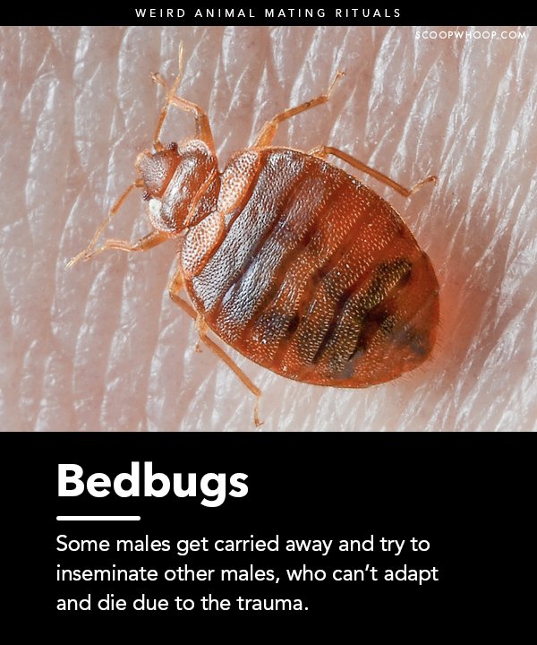 18 Weird Animal Mating Rituals That Give A Whole New Meaning To Wild ...