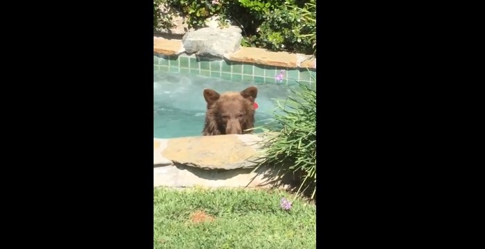 This Bear Chilling In A Jacuzzi, Drinking Margaritas & Taking A Nap Is ...