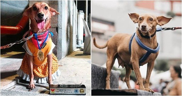 100+ Cute Indian Stray Dogs Walked The Ramp In Search Of A New Home At ...