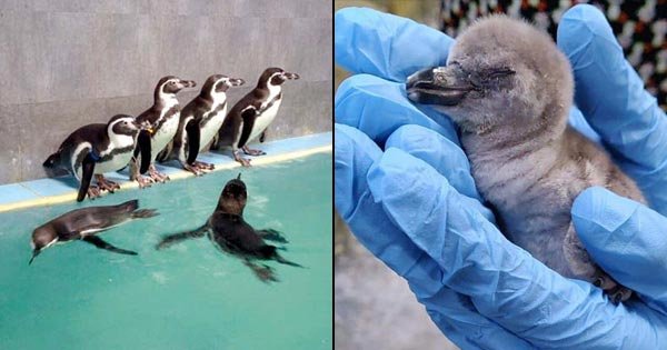 First India-Born Penguin Dies In Mumbai. Can We All Just Stop Messing ...