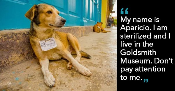 We Can’t Get Over The Cute IDs That Cuba Gives To Her Stray Dogs To ...
