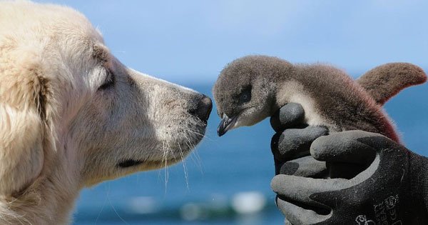 This Island’s Penguins Were Hunted by Foxes, Until These Doggos Came to ...
