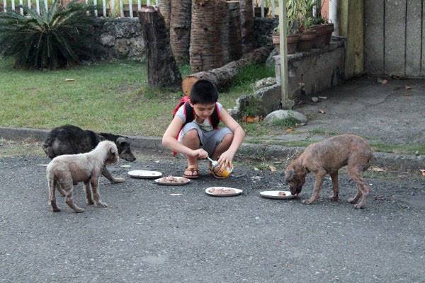 What To Feed The Stray Animals? | 12 Ways To Feed Strays Animals