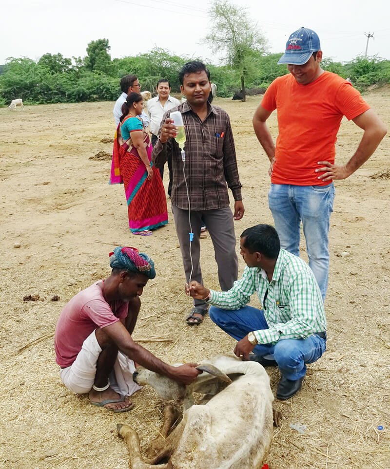 15 Animal NGOs in Your City To Volunteer With For The Love Of Animals