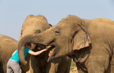 15 Animal NGOs in Your City To Volunteer With For The Love Of Animals