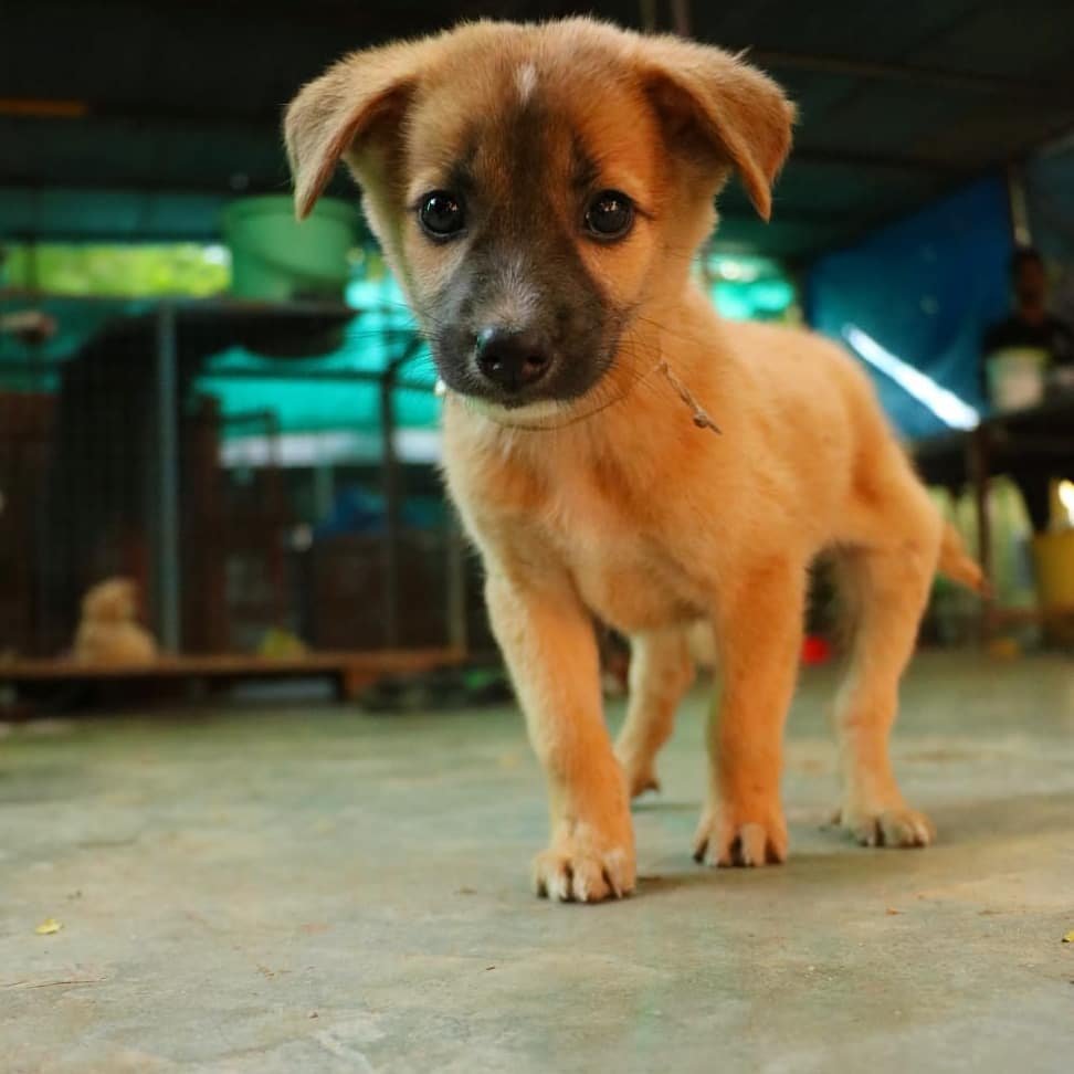 15 Animal NGOs in Your City To Volunteer With For The Love Of Animals