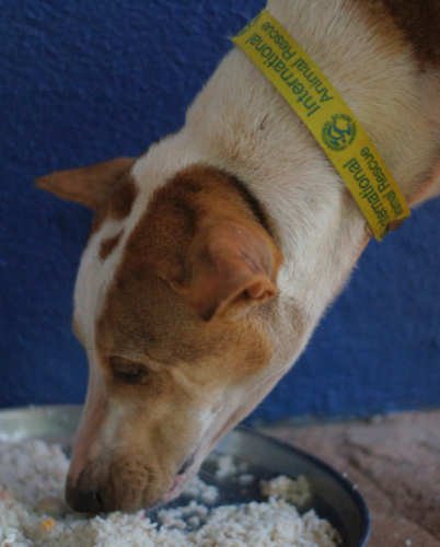 15 Animal NGOs Your City To Volunteer With For The Love Of Animals