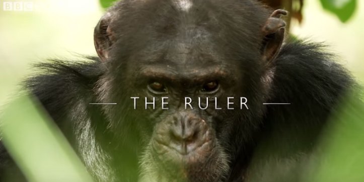 The Powerful Trailer Of BBC’s Documentary ‘Dynasties’, Starts With A ...