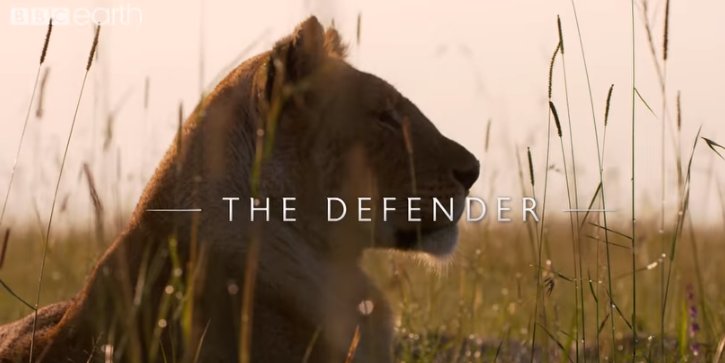 The Powerful Trailer Of BBC’s Documentary ‘Dynasties’, Starts With A ...