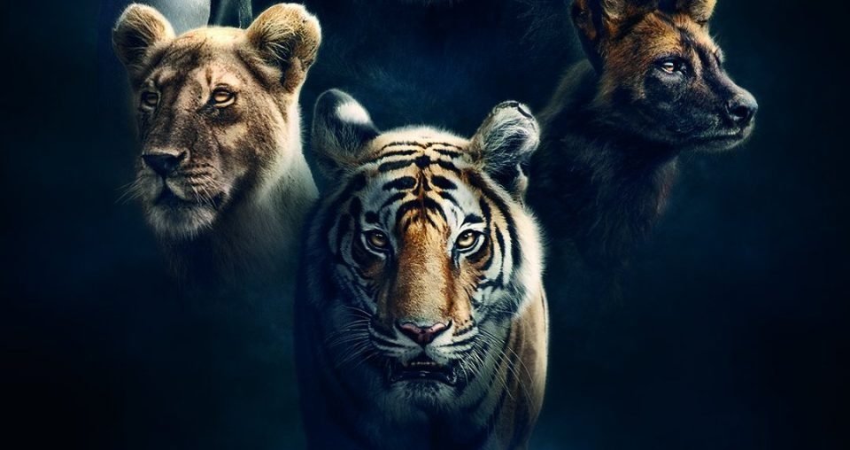 The Powerful Trailer Of BBC’s Documentary ‘Dynasties’, Starts With A ...