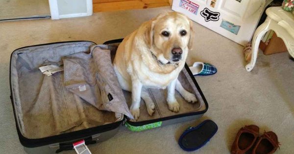 Here’s Everything You Need To Know About Taking Your Pet On A Flight ...