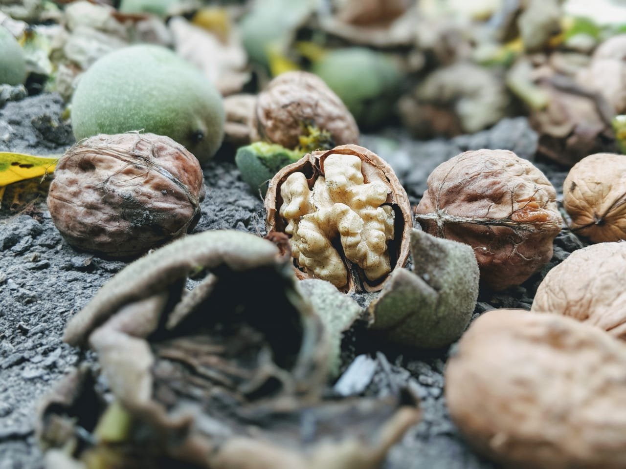 I Went For The California Walnut Harvest Tour & I’ve Gotten Hooked On ...