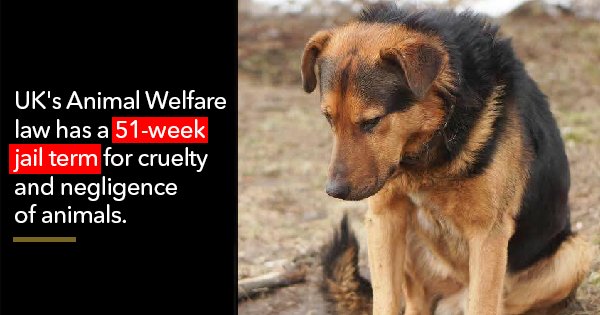 8 Countries With The Strictest Animal Welfare Laws In The World That ...