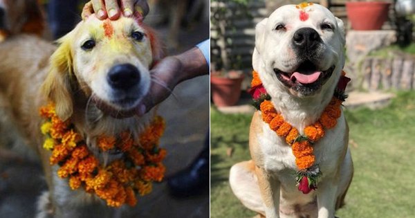 Kukur Tihar Pictures Of Nepal’s Dog Festival Will Warm You Right Up