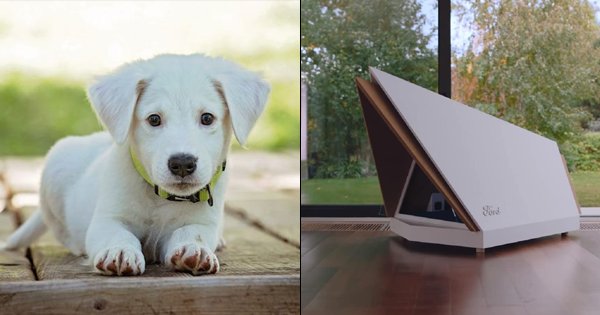 Finally, There’s A Soundproof Kennel That Will Keep Your Doggos Safe ...