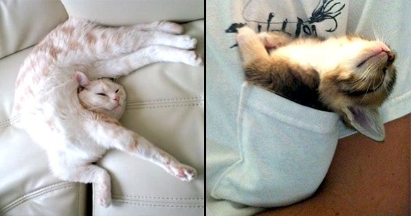 These Cats Sleeping In Weird Positions Is Me Trying To Find A Spot To ...