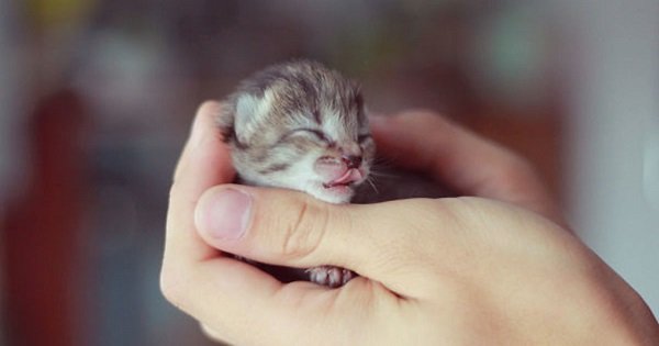 25 Unbearably Cute Small Animals To Soothe Your Hardened Soul