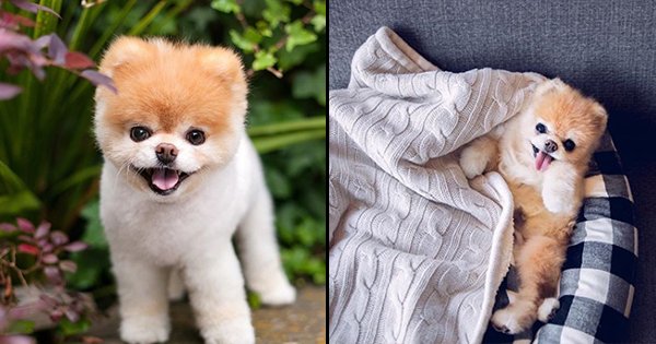 Boo, The World’s Cutest Dog Has Died & It’s A Sad Day For Dog Lovers ...