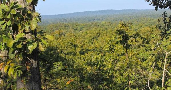 RIP India’s Most Pristine & Dense Forest Area In Chhattisgarh As It ...