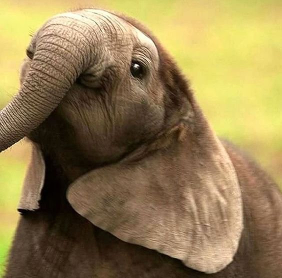 18 Cute Pictures Of Baby Elephants