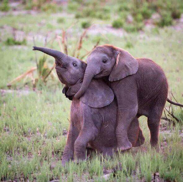 18 Cute Pictures Of Baby Elephants