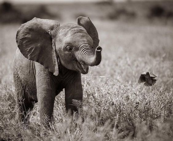 18 Cute Pictures Of Baby Elephants
