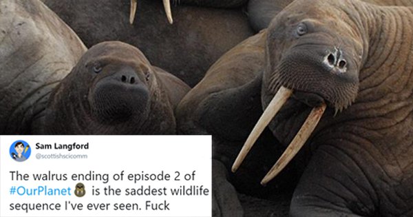 The Internet Can’t Get Over This Heartbreaking Walrus Scene From ...