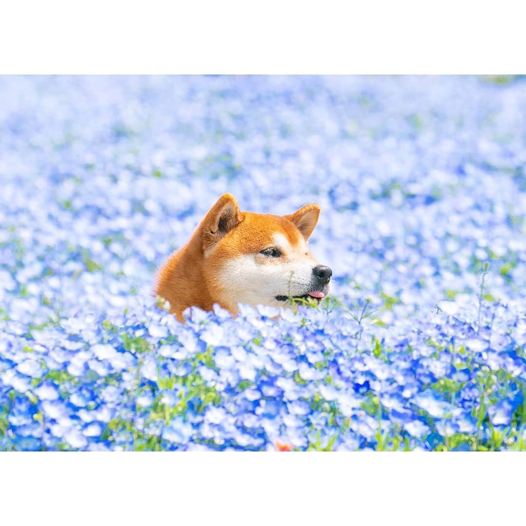 These Pics Of A Happy Doggo Having Fun In Flower Fields Will Make Your ...