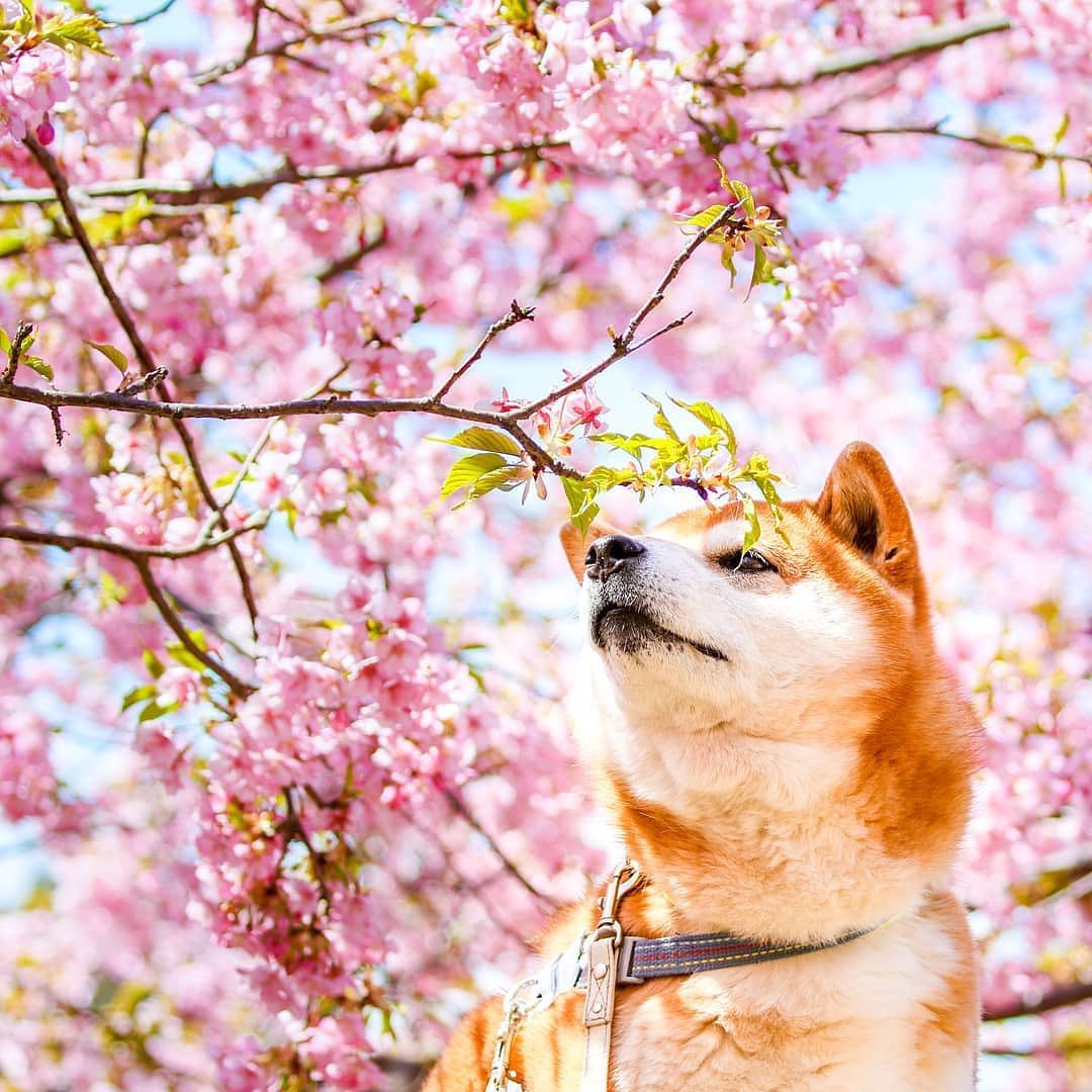 These Pics Of A Happy Doggo Having Fun In Flower Fields Will Make Your ...
