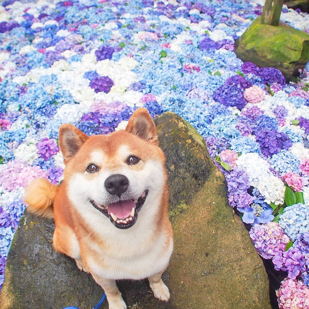 These Pics Of A Happy Doggo Having Fun In Flower Fields Will Make Your ...