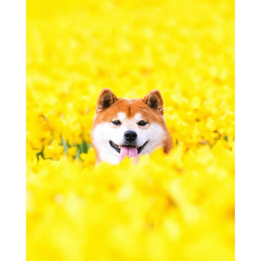 These Pics Of A Happy Doggo Having Fun In Flower Fields Will Make Your ...