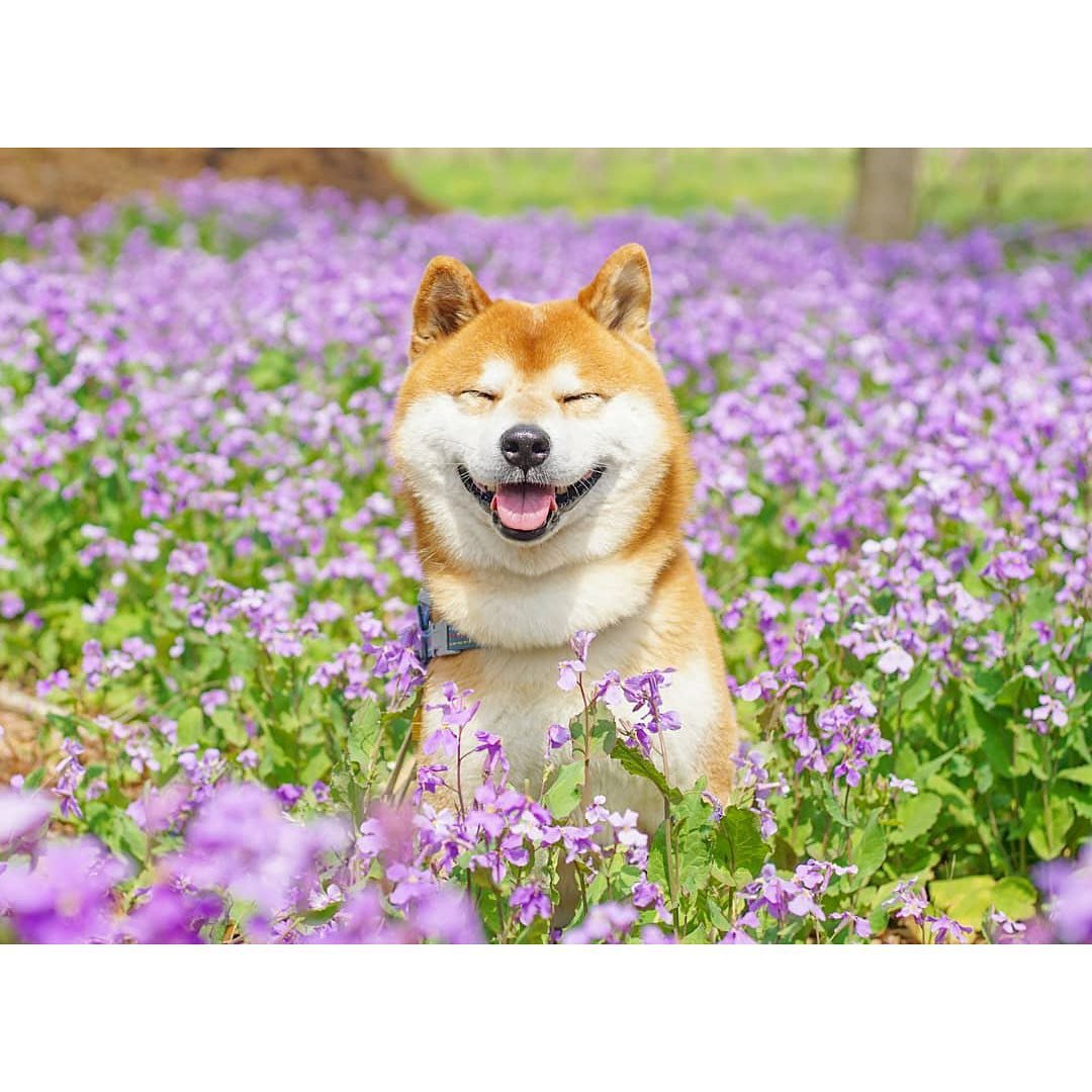 These Pics Of A Happy Doggo Having Fun In Flower Fields Will Make Your ...