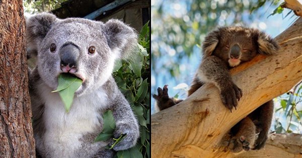 These Uber Cute Koala Bears Are Here To Make Your Morning ‘Bear-Able ...
